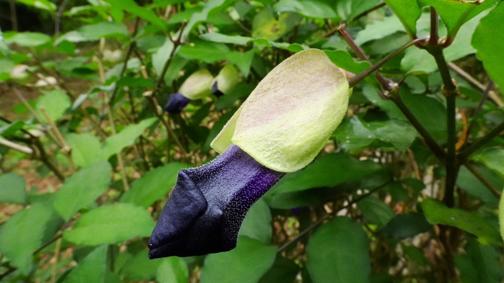 綠化香港運動 - 綠化知多少 - 香港觀賞植物照片廊 - 灌木