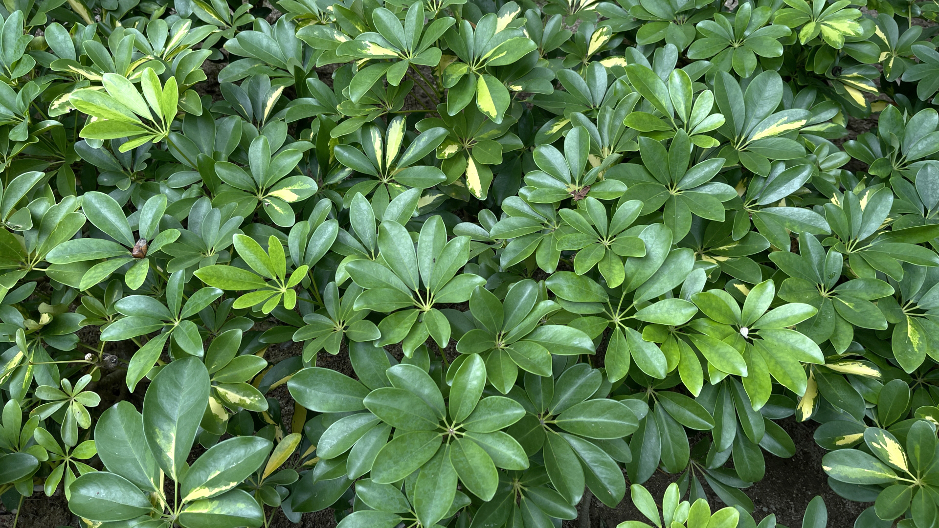 綠化香港運動 - 綠化知多少 - 香港觀賞植物照片廊 - 喬木