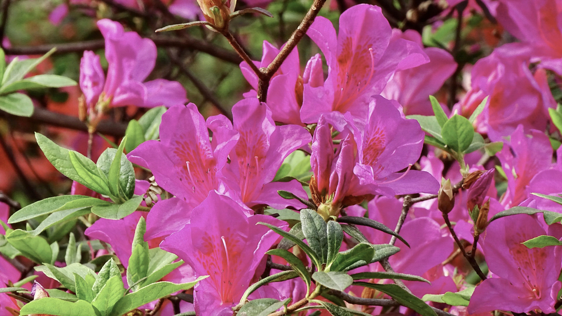 Green Hong Kong Campaign - Greening Knowledge - Photo-Gallery of Hong ...