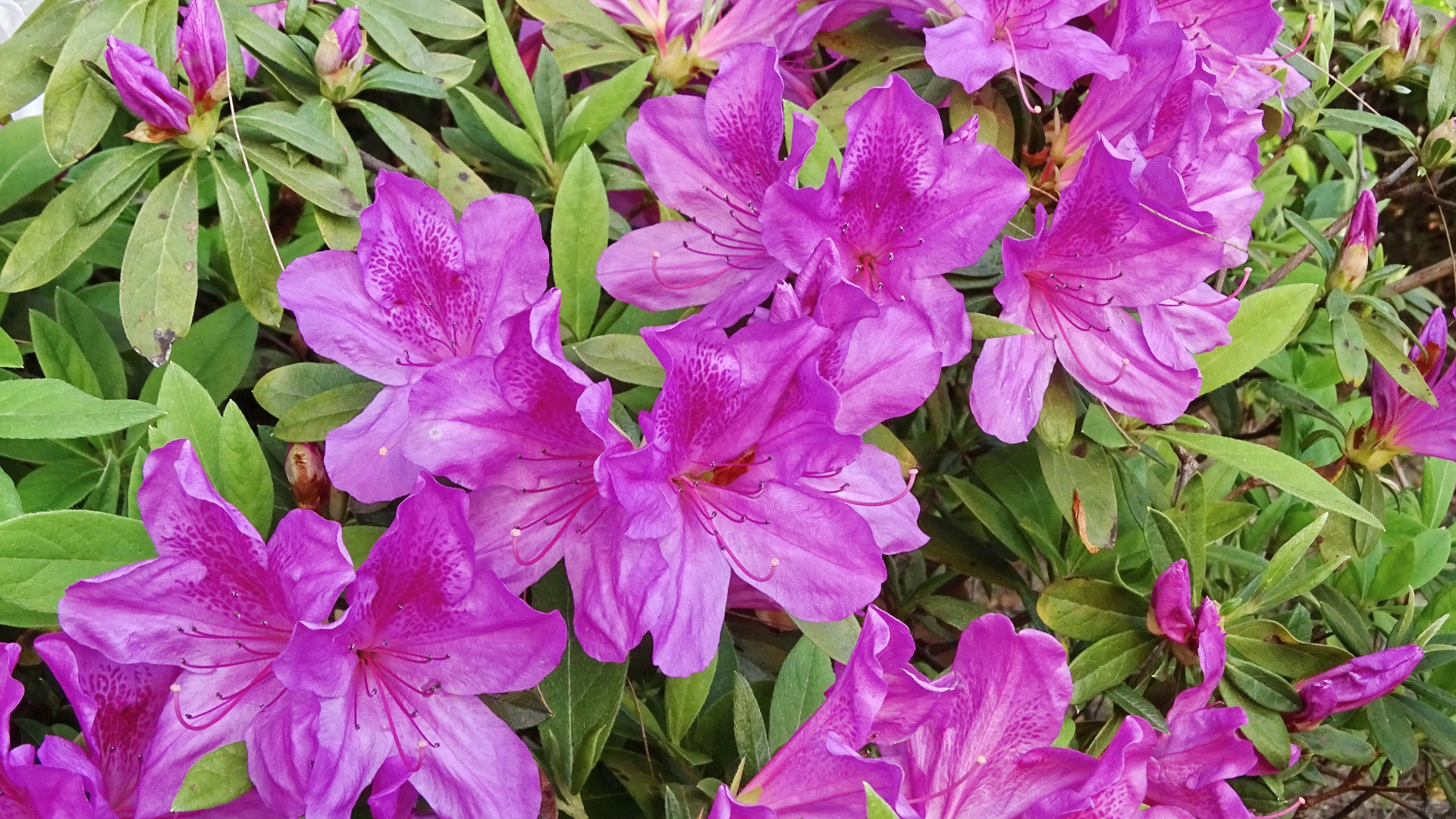 Green Hong Kong Campaign - Greening Knowledge - Photo-Gallery of Hong ...