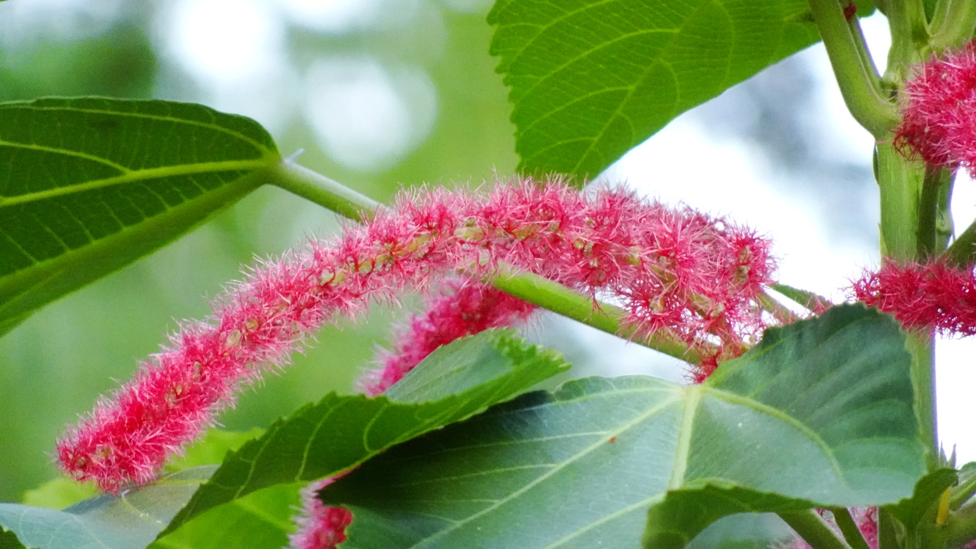 綠化香港運動 - 綠化知多少 - 香港觀賞植物照片廊 - 灌木