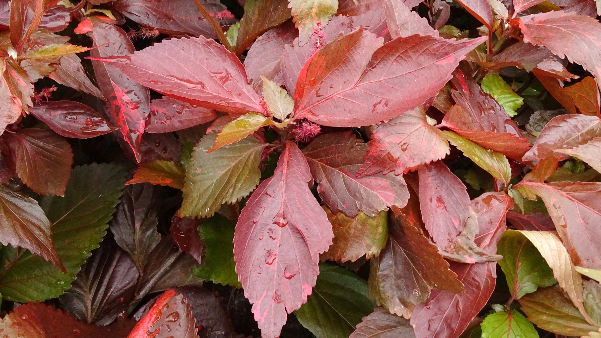 绿化香港运动 - 绿化知多少 - 香港观赏植物照片廊 - 灌木