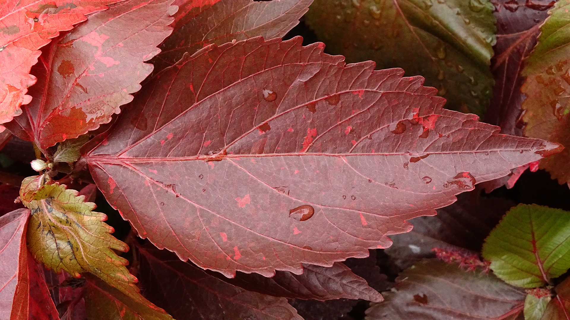绿化香港运动 - 绿化知多少 - 香港观赏植物照片廊 - 灌木