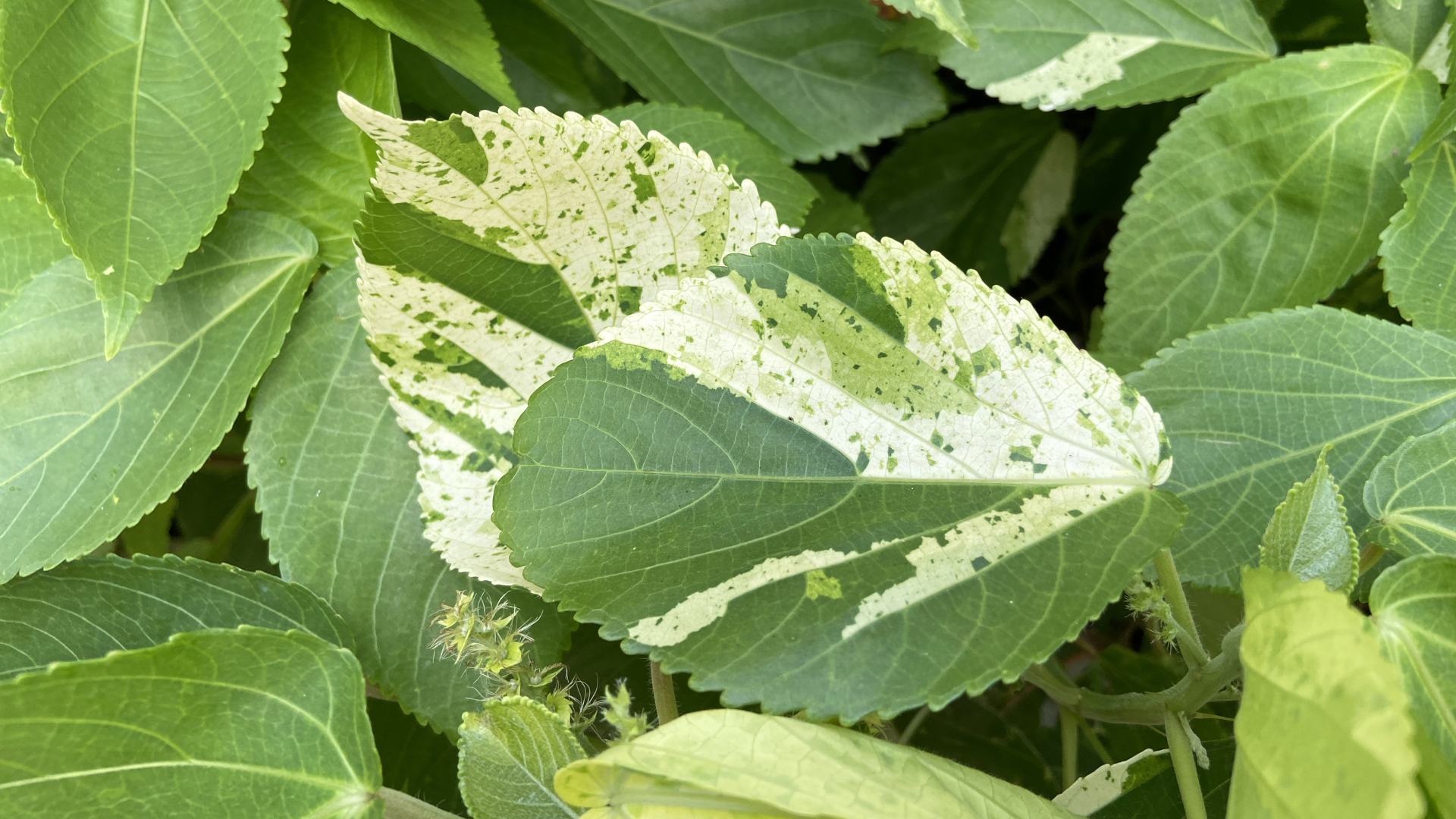 綠化香港運動 - 綠化知多少 - 香港觀賞植物照片廊 - 灌木