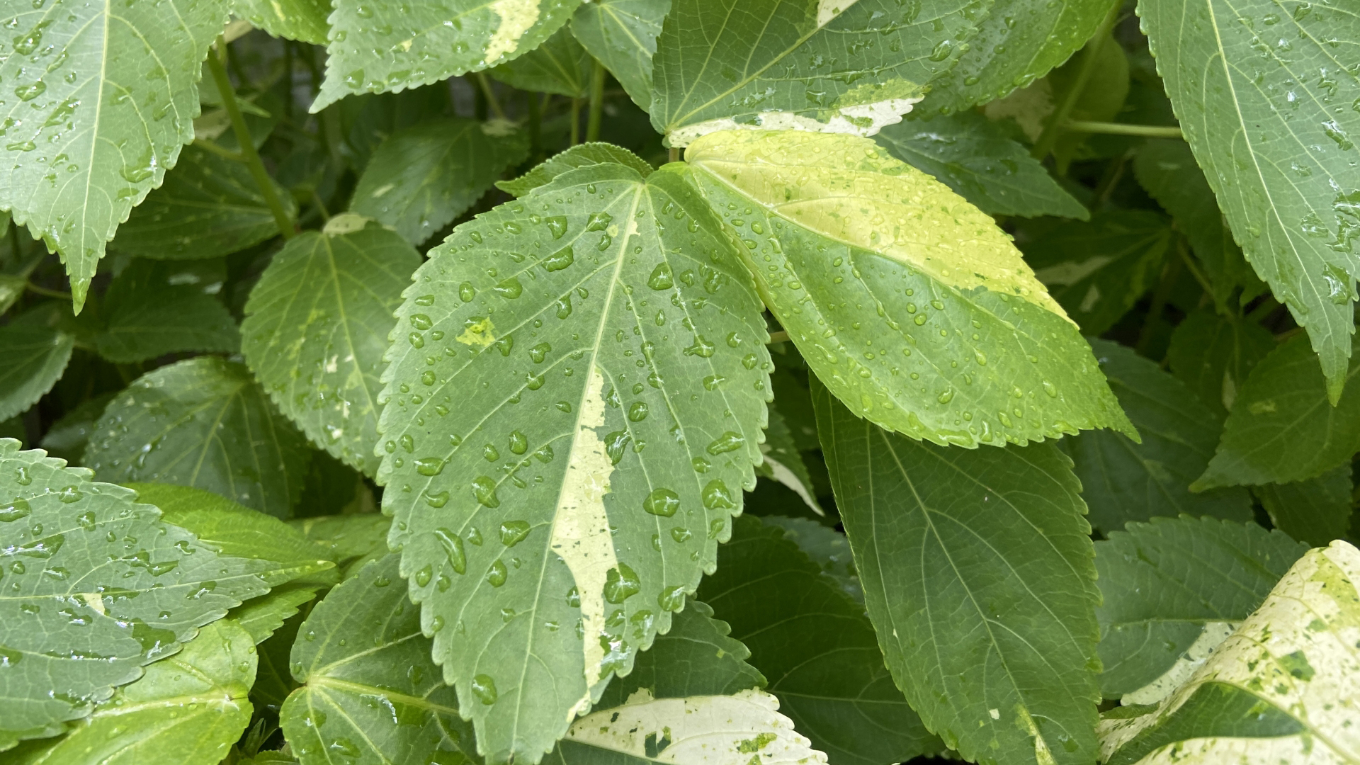 绿化香港运动 - 绿化知多少 - 香港观赏植物照片廊 - 灌木