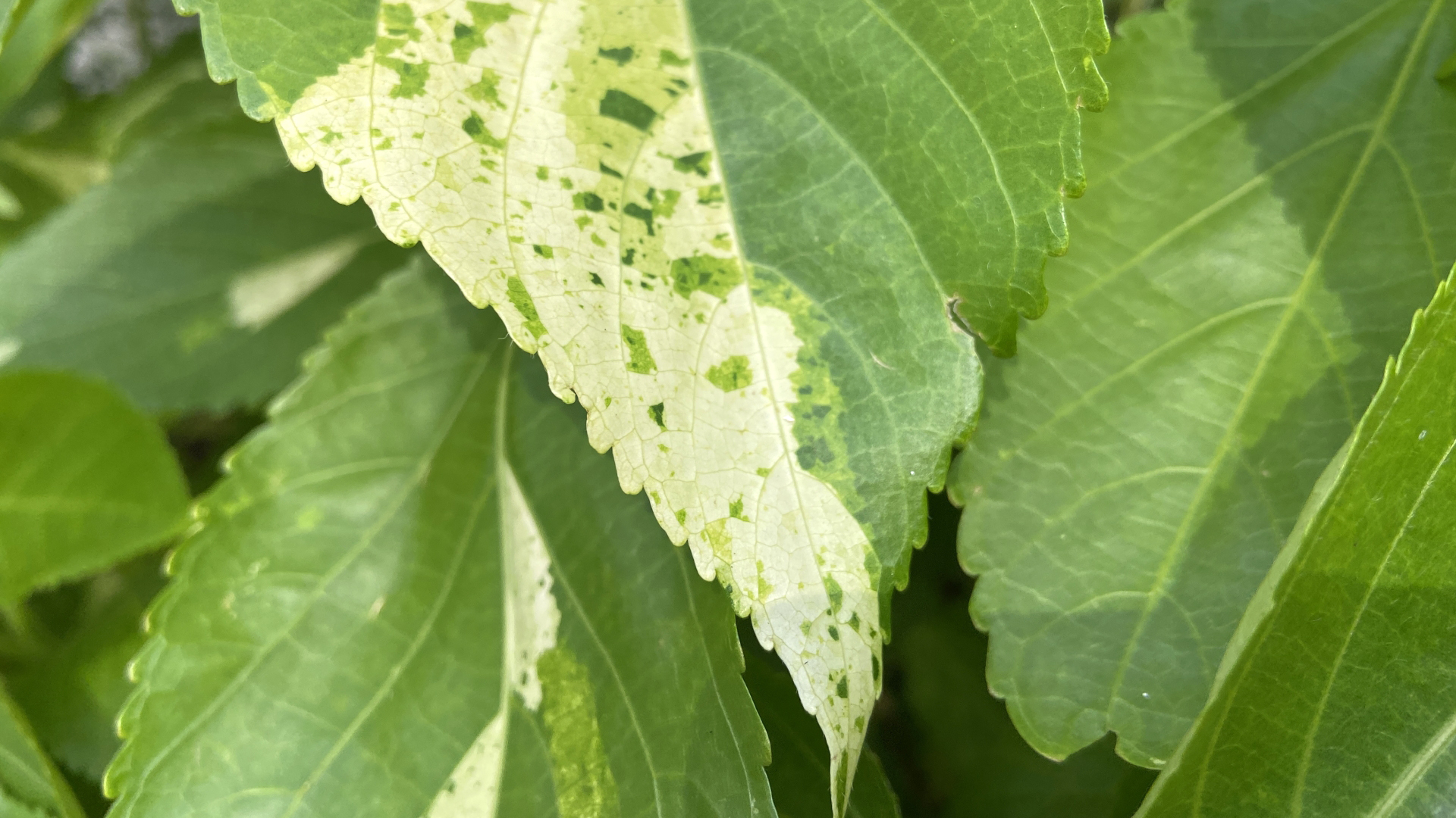 綠化香港運動 - 綠化知多少 - 香港觀賞植物照片廊 - 灌木