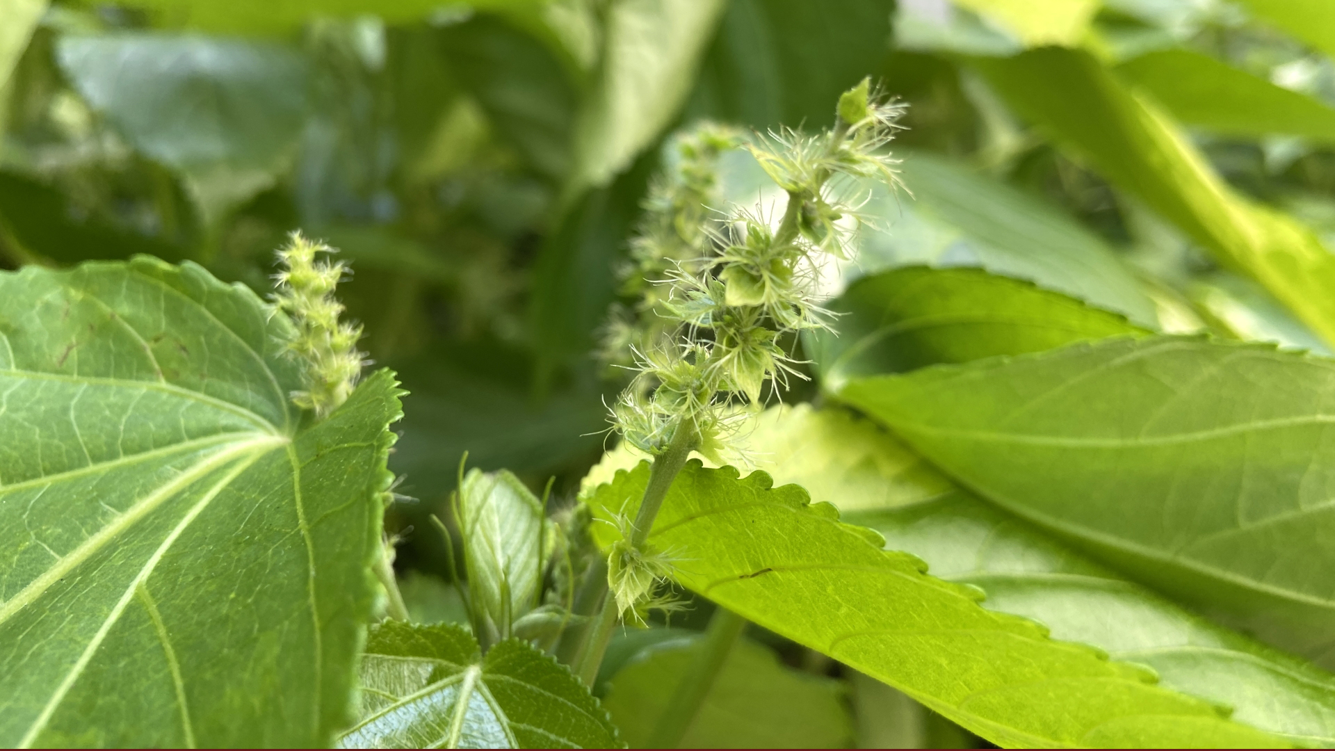 綠化香港運動 - 綠化知多少 - 香港觀賞植物照片廊 - 灌木