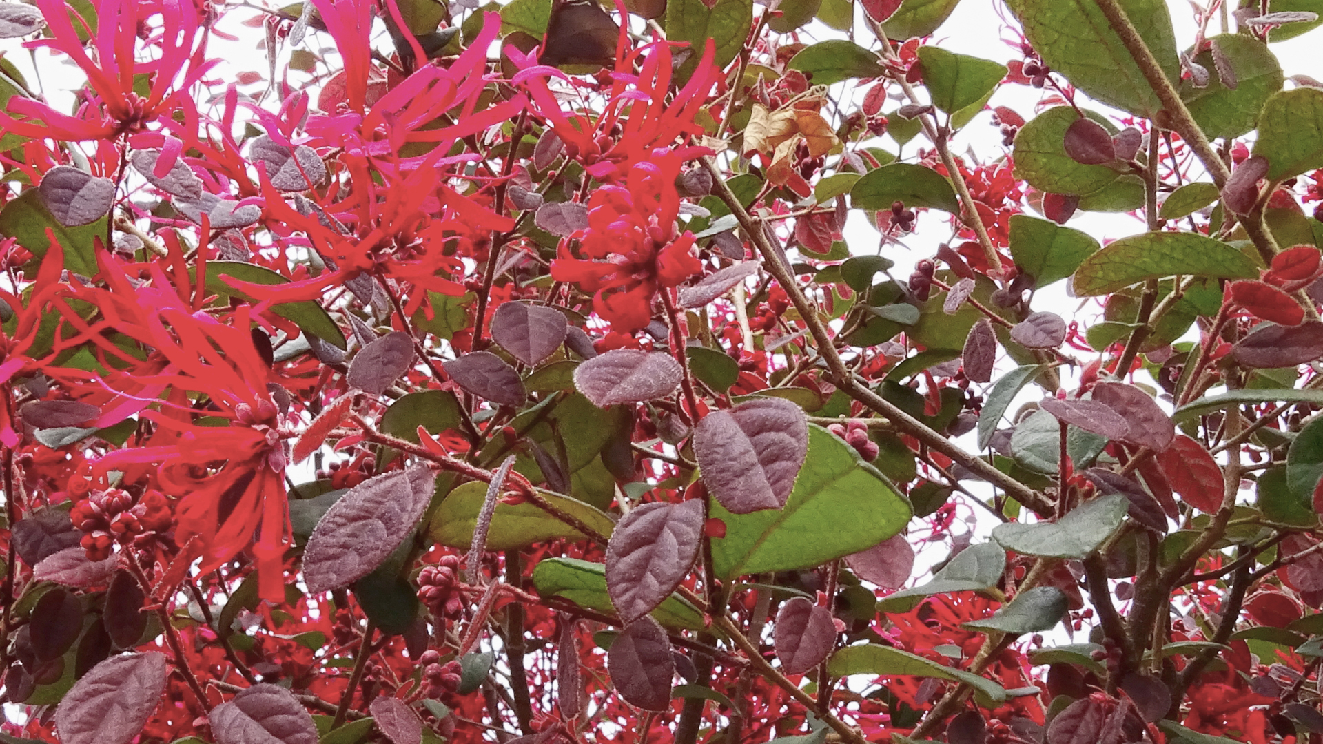 綠化香港運動 - 綠化知多少 - 香港觀賞植物照片廊 - 灌木