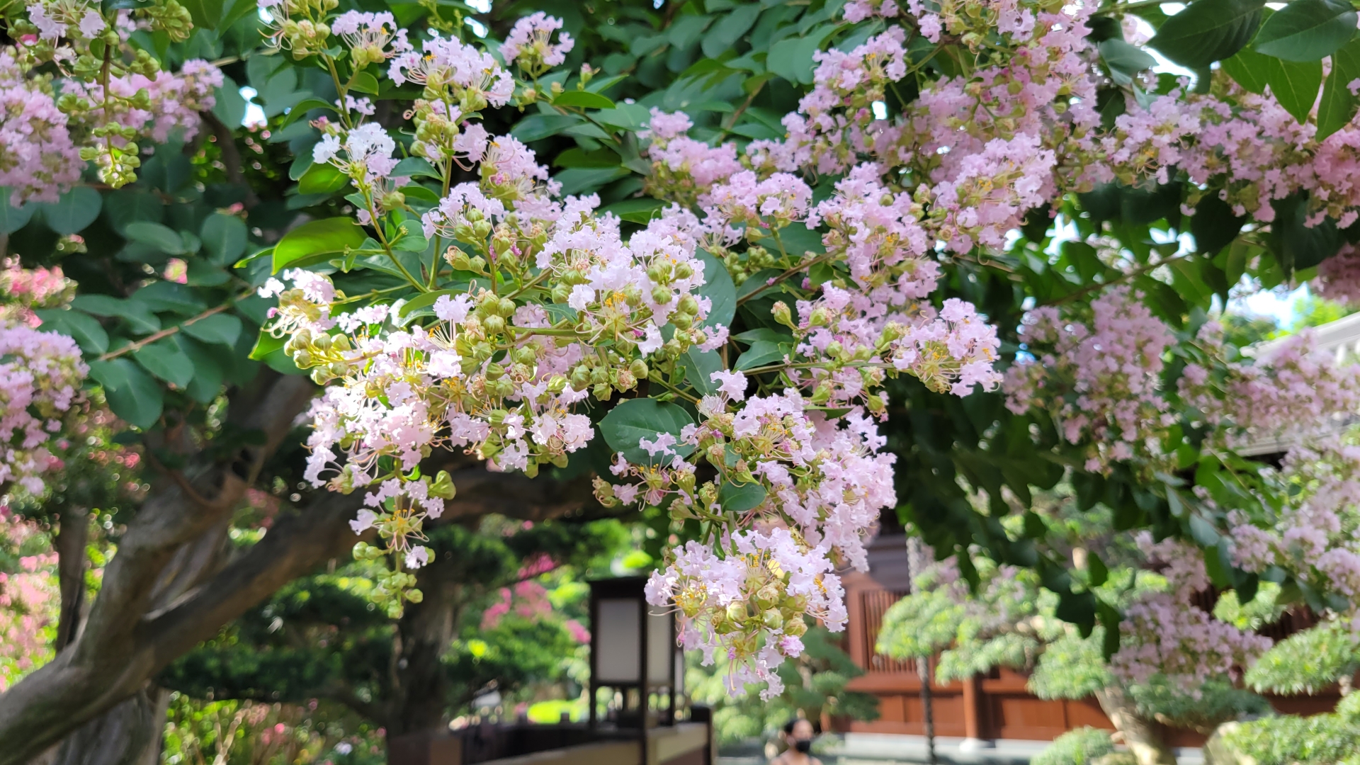 綠化香港運動 - 綠化知多少 - 香港觀賞植物照片廊 - 灌木