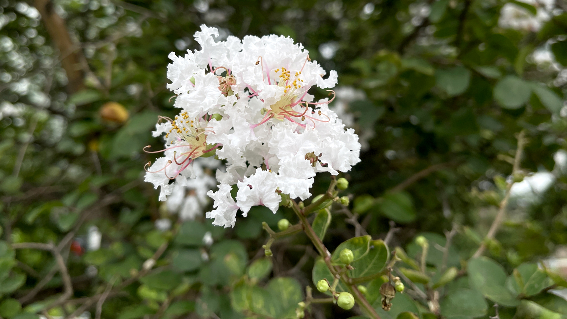 Green Hong Kong Campaign - Greening Knowledge - Photo-Gallery of Hong ...