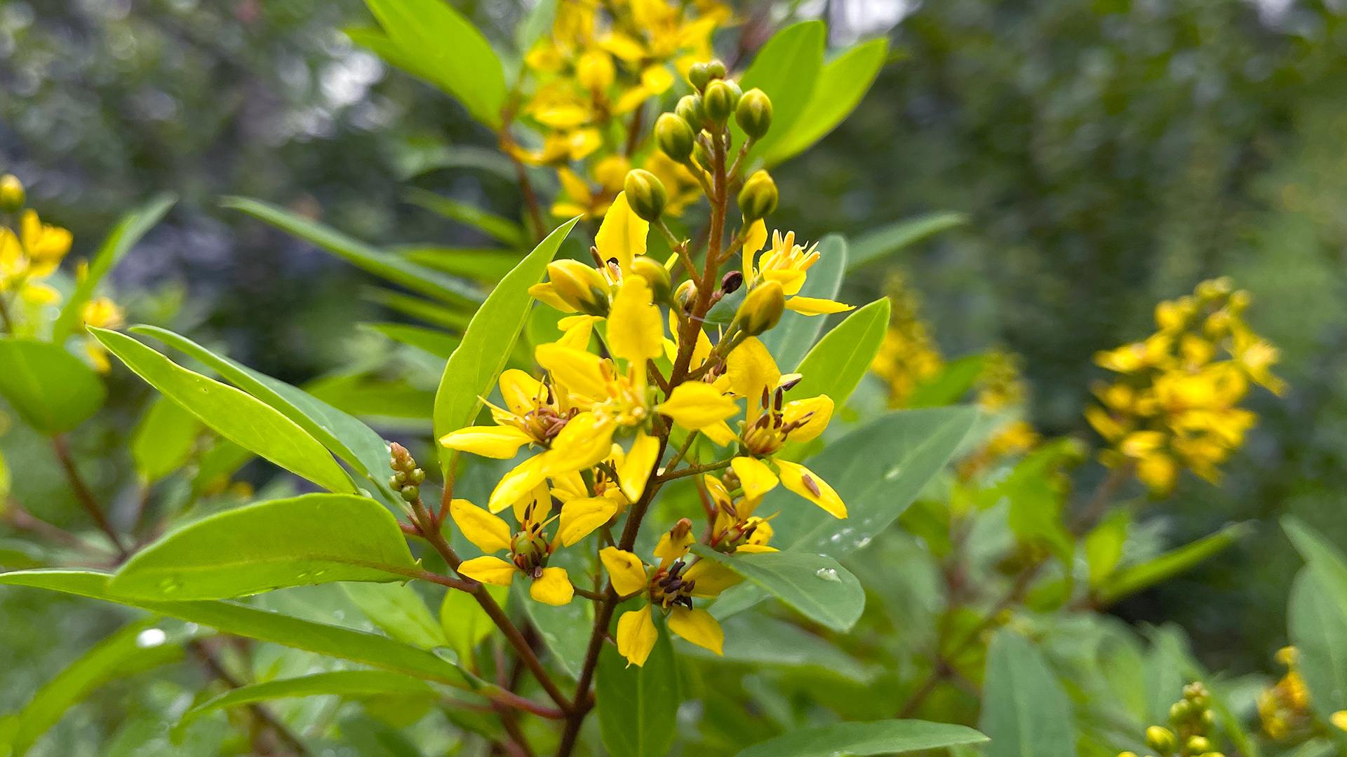 綠化香港運動 - 綠化知多少 - 香港觀賞植物照片廊 - 灌木