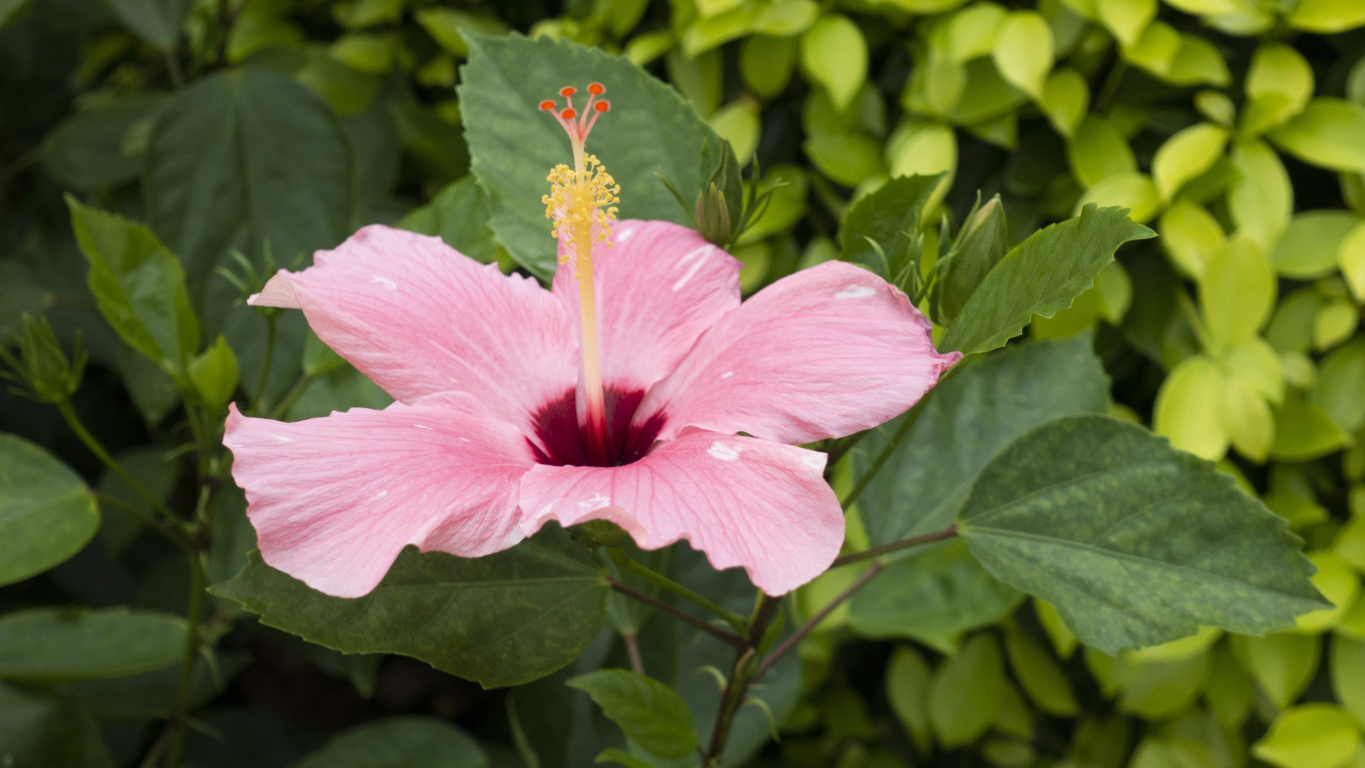 綠化香港運動 - 綠化知多少 - 香港觀賞植物照片廊 - 灌木