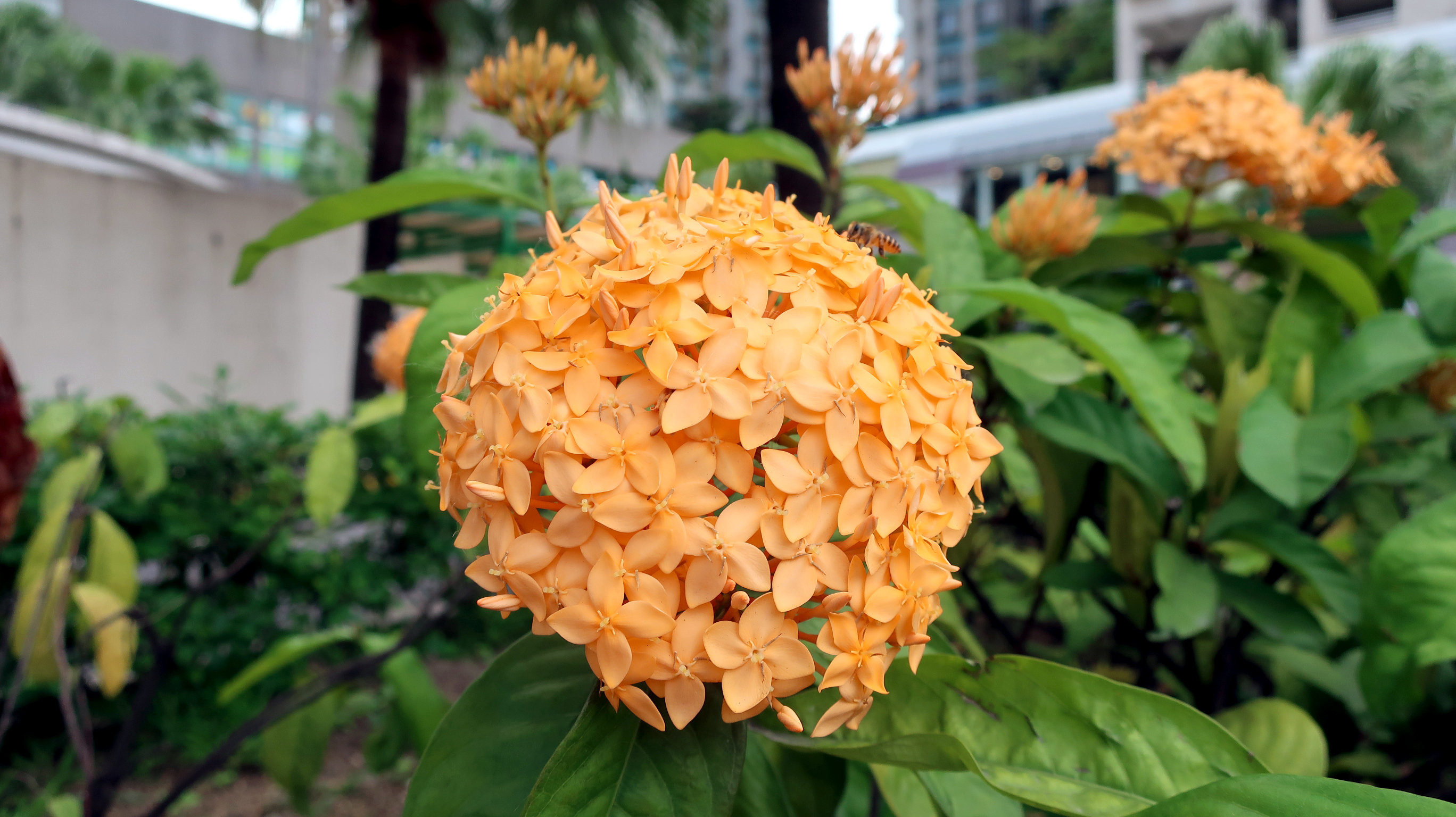 龍船花