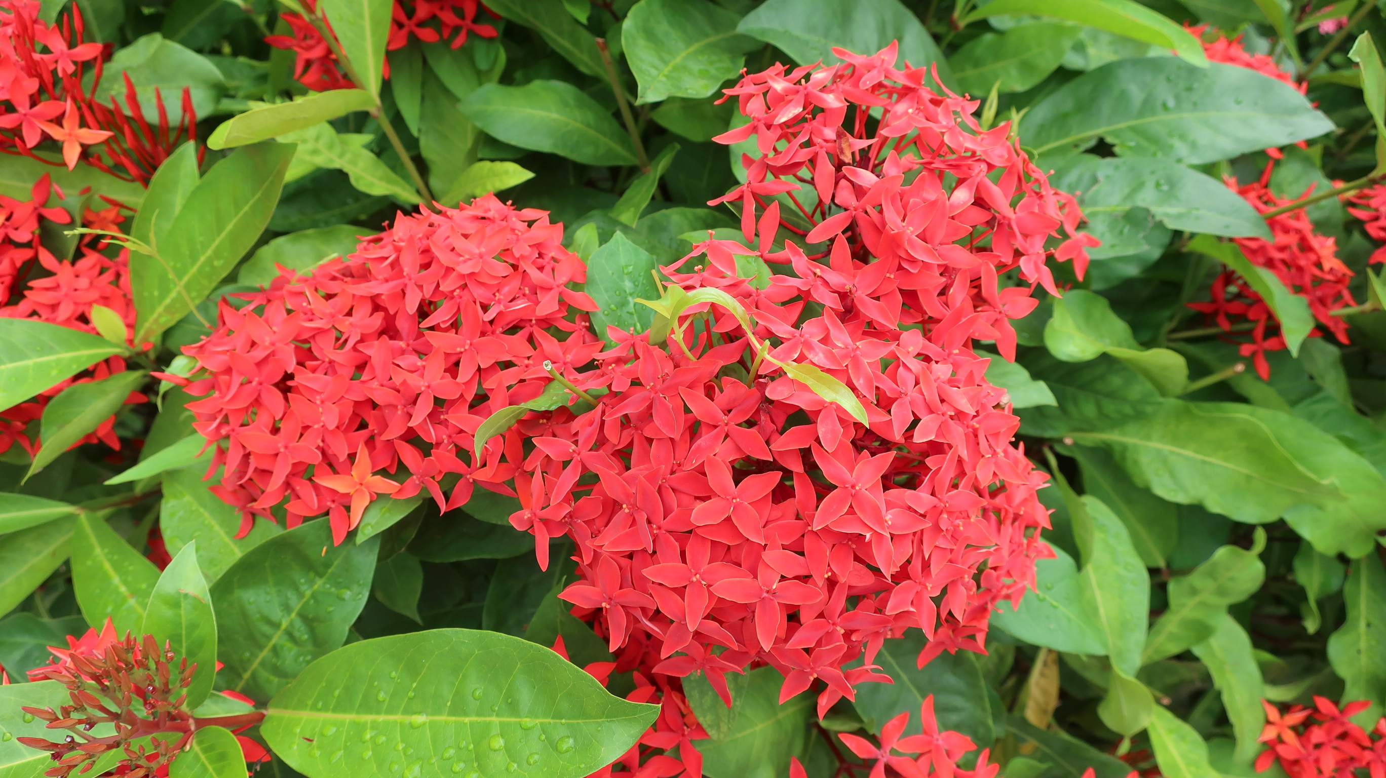龍船花