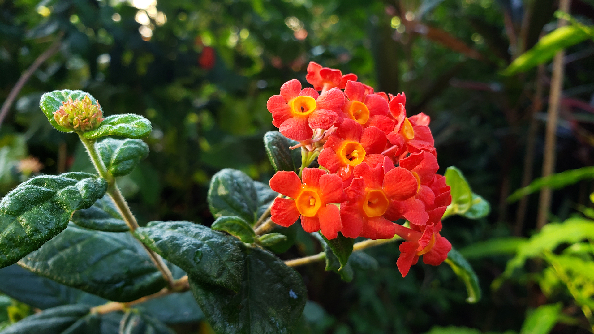 绿化香港运动 - 绿化知多少 - 香港观赏植物照片廊 - 灌木