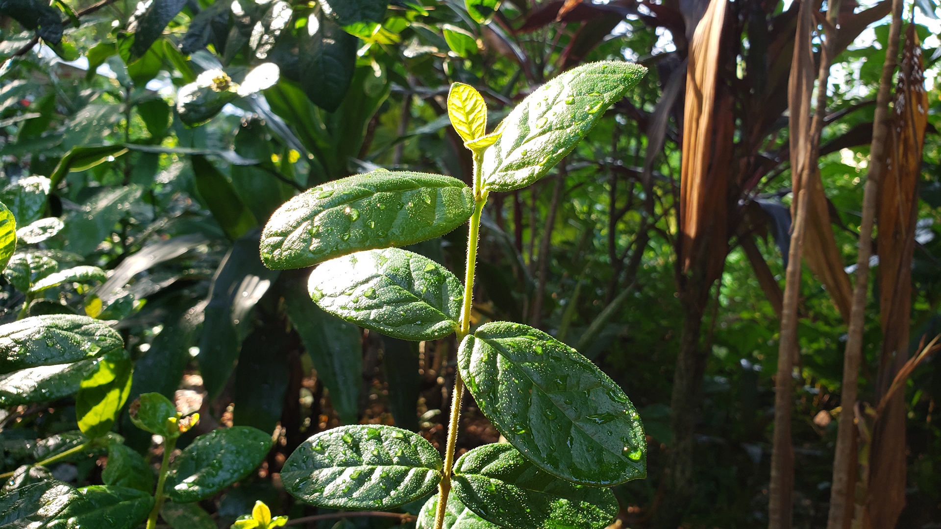 綠化香港運動 - 綠化知多少 - 香港觀賞植物照片廊 - 灌木