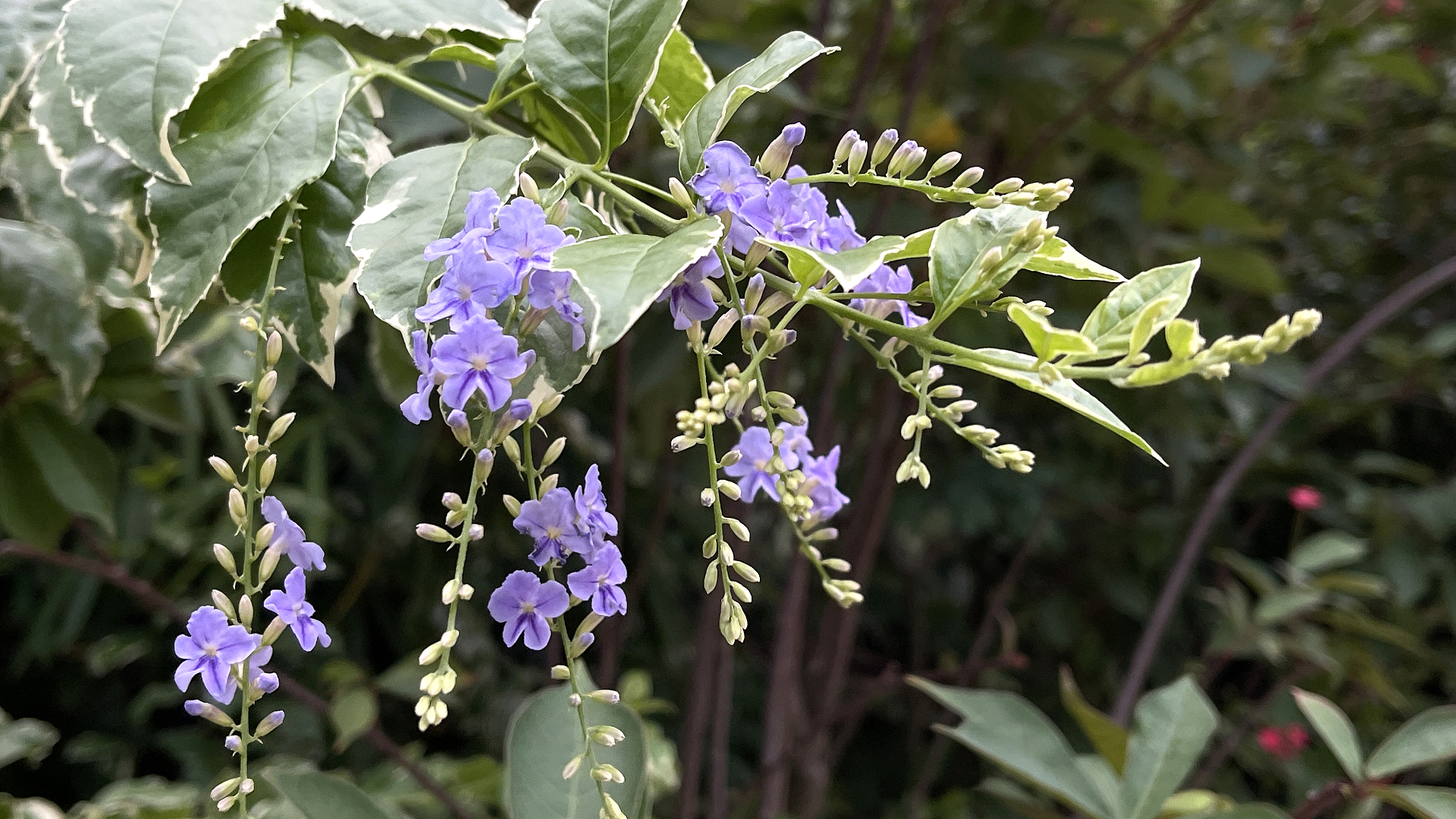 綠化香港運動 - 綠化知多少 - 香港觀賞植物照片廊 - 灌木