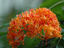 Green Hong Kong Campaign - Blossoms around town